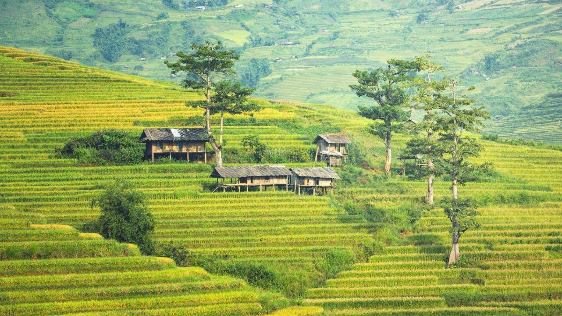 Sapa village Vietnam : Voyage unique pendant le nouvel an Lunaire
